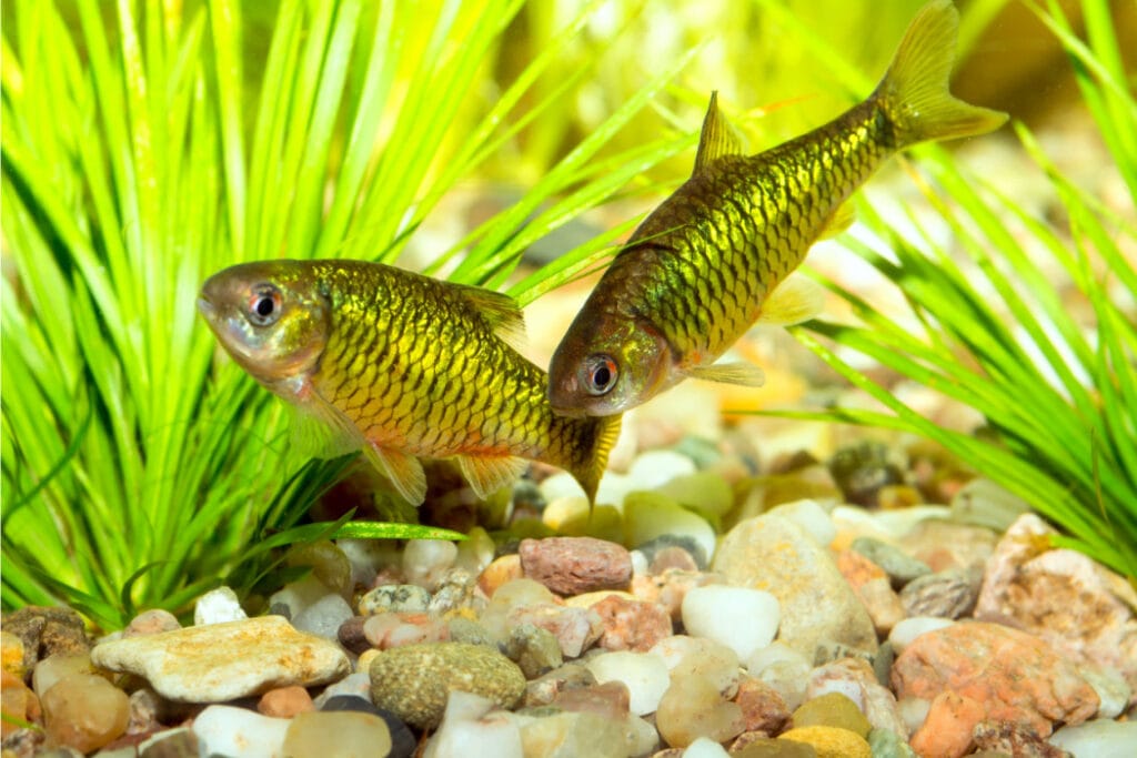 8 Goldfish Alternatives for Your Home Aquarium | Spurzine